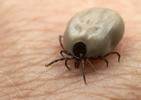 Ticks, Missouri’s Vampires – JOPLINOUTDOORS.COM